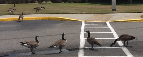 Aleutian Cackling Goose | Project Noah