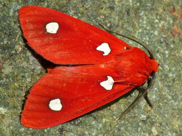 Tiger Moth | Project Noah