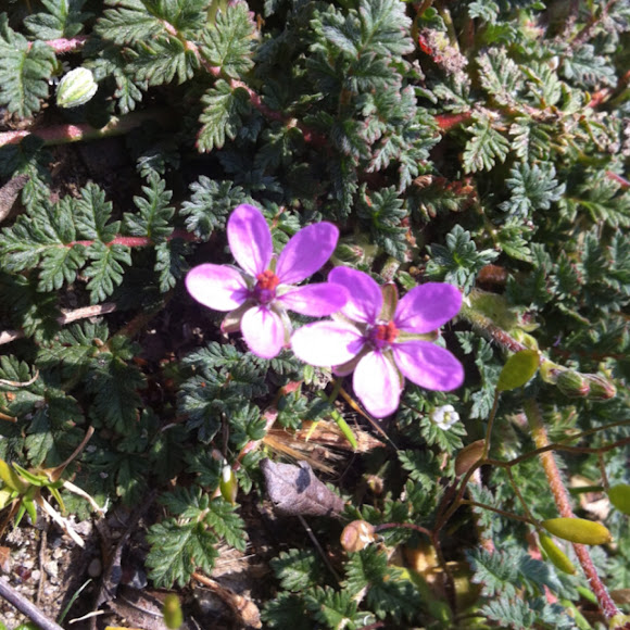 Common Storksbill | Project Noah