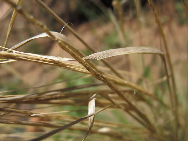 Deergrass | Project Noah