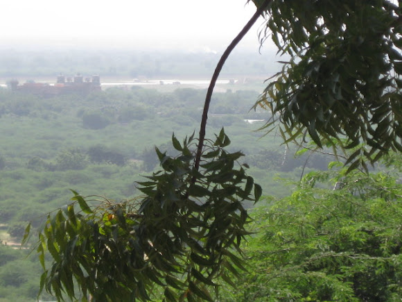 Neem tree | Project Noah