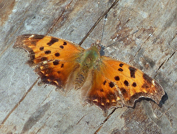 Question Mark Butterfly | Project Noah