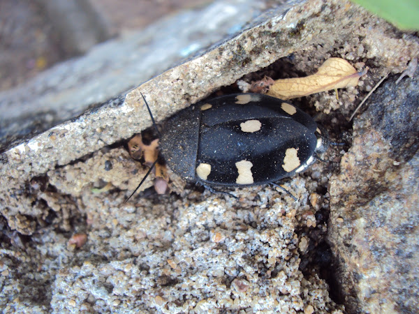 Indian domino cockroach | Project Noah