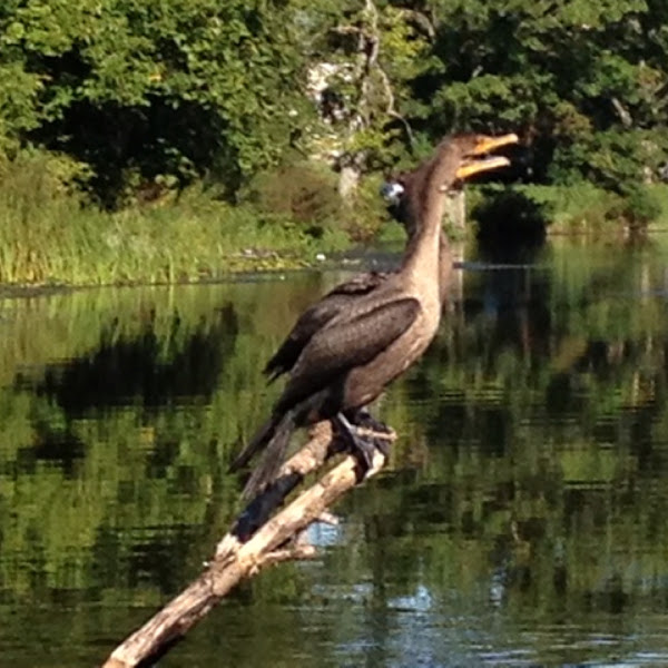 Double-crested cormorant | Project Noah