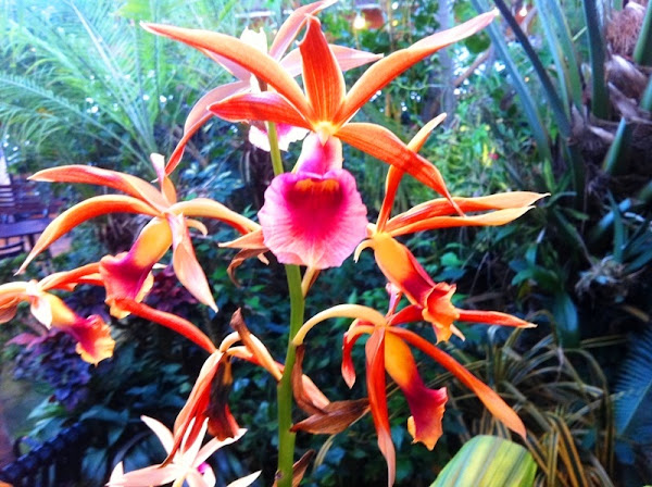 Phaius | Project Noah