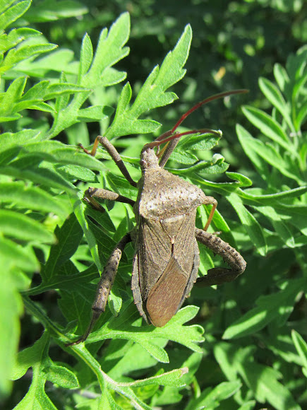 Florida Leaf-footed Bug | Project Noah