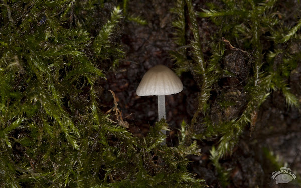 mycena | Project Noah