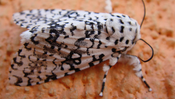Owlet moth | Project Noah