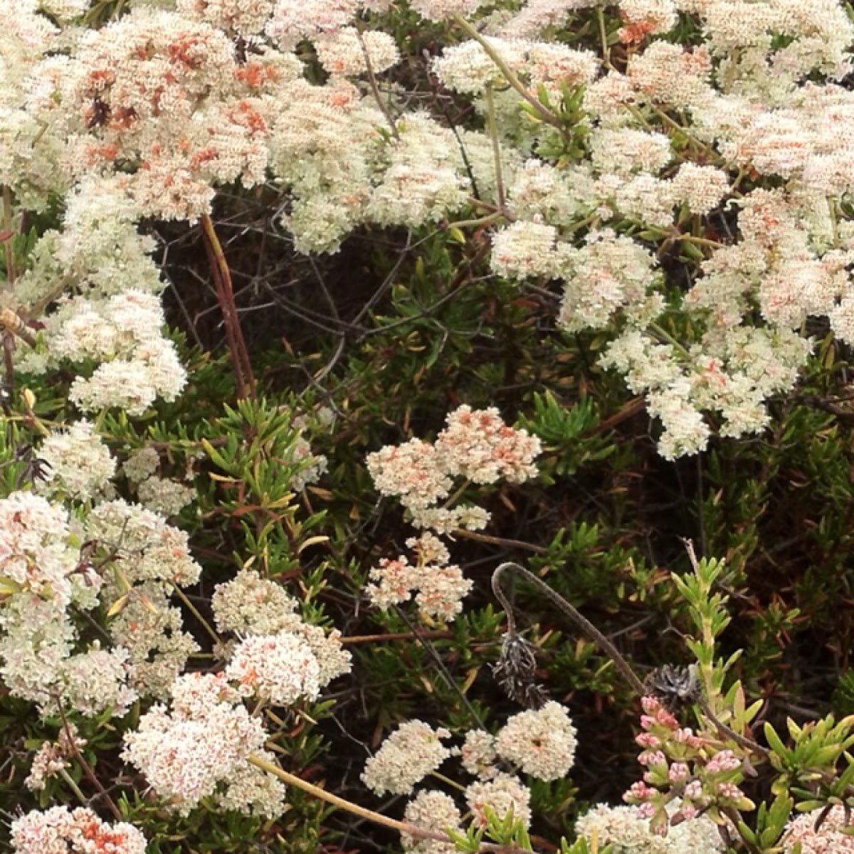 Wild Buckwheat | Project Noah