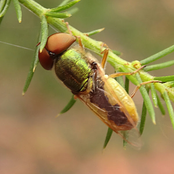 Green soldier fly | Project Noah