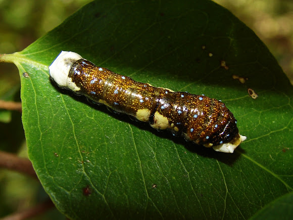 Schaus' Swallowtail | Project Noah