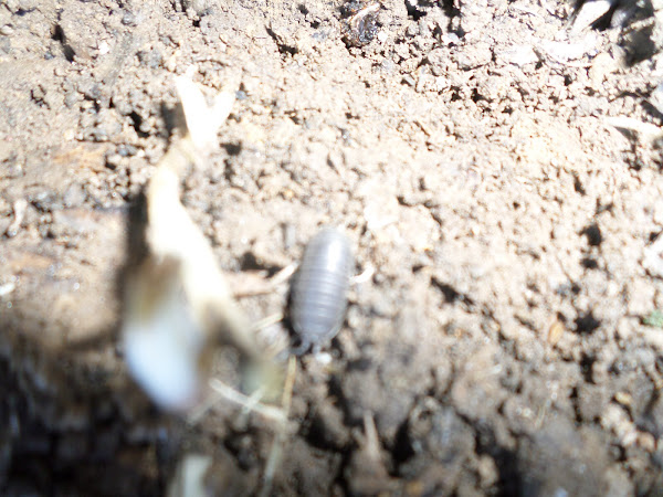 Pillbug | Project Noah