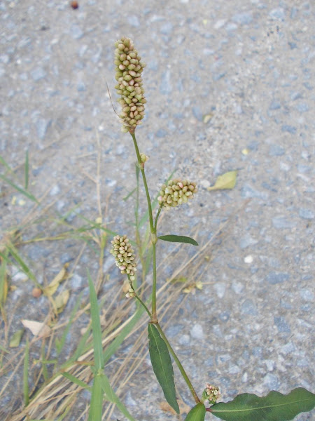 Pale persicaria | Project Noah