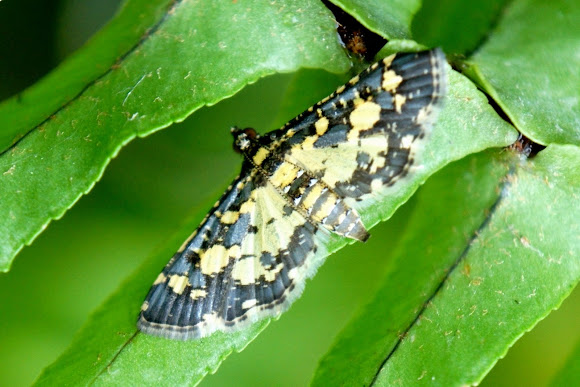 Crambid Moth | Project Noah