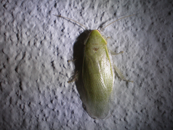 Green Cockroach | Project Noah