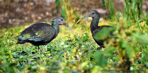 Green Ibis | Project Noah