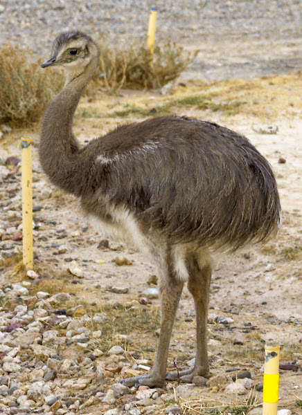 Darwin's Rhea | Project Noah