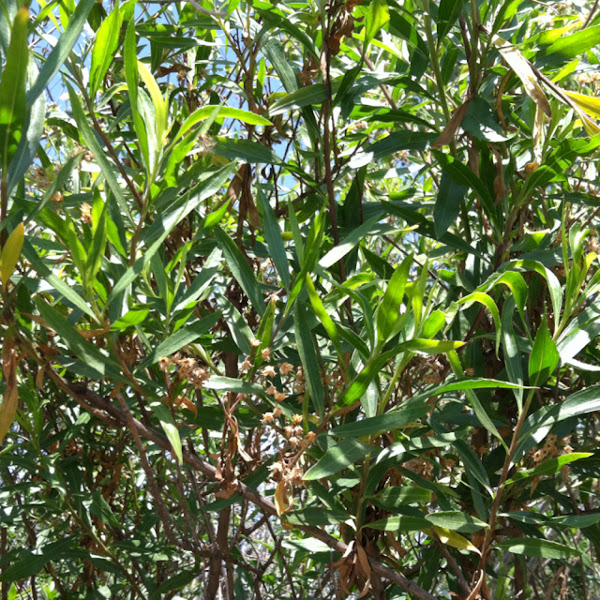 Mulefat | Project Noah