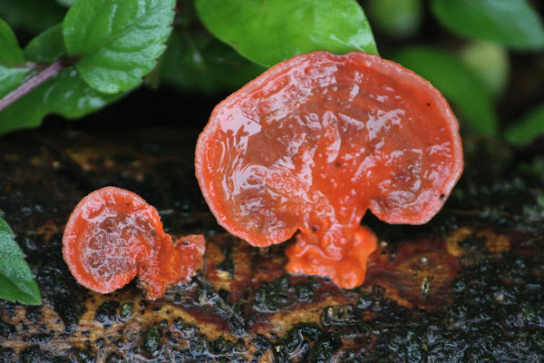 Red fungus | Project Noah