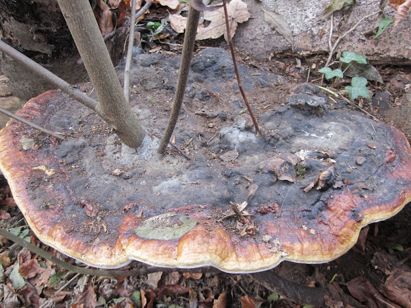 "giant" red banded polypore | Project Noah