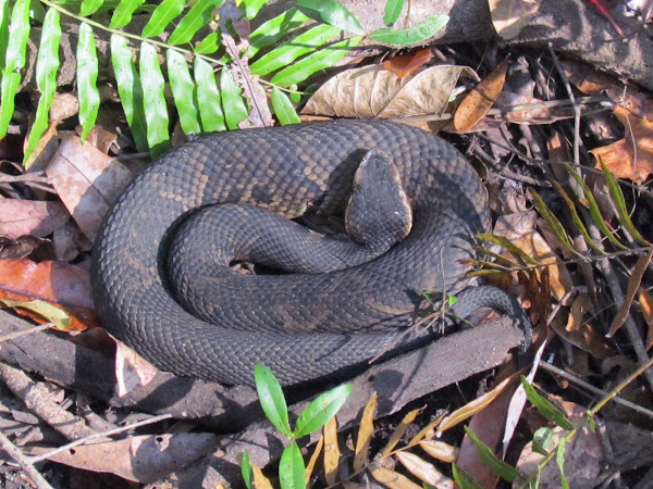 Water Moccasin | Project Noah