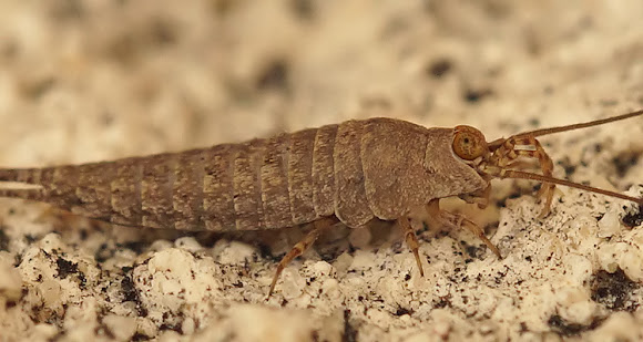 Archaeognatha species | Project Noah