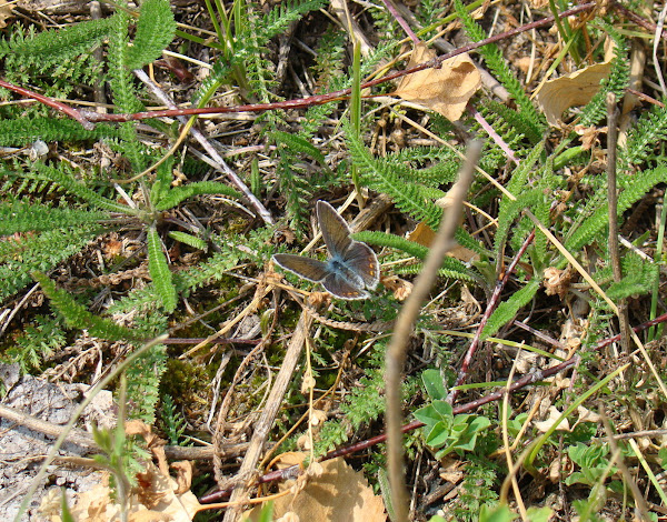 Osiris Blue | Project Noah