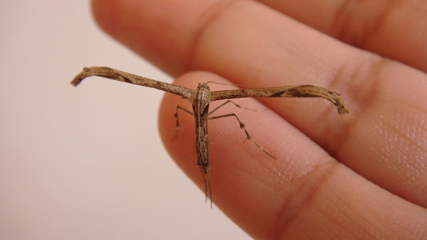 Polilla penacho | Project Noah