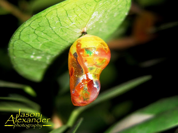 Striped Blue Crow Pupa | Project Noah