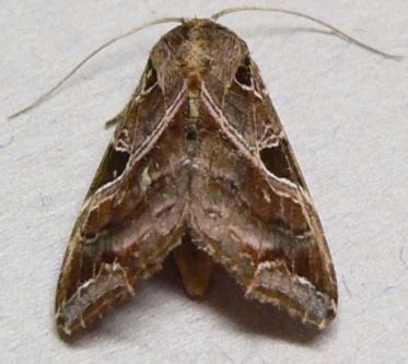 Florida Fern Moth | Project Noah