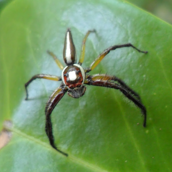 Two-Striped Jumping Spider | Project Noah