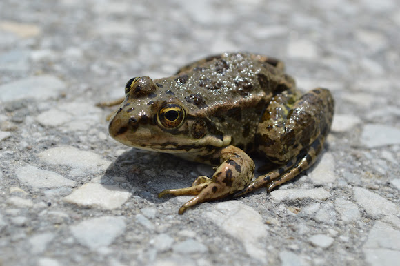 Greek Marsh Frog | Project Noah
