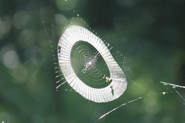 Spider web | Project Noah