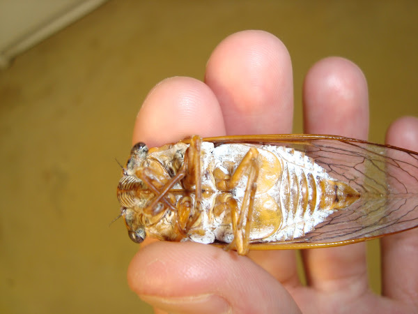 Walker's Cicada | Project Noah