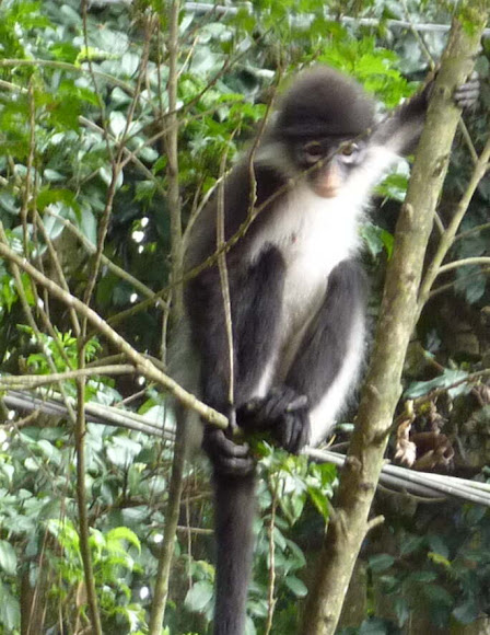 Javan Surili | Project Noah