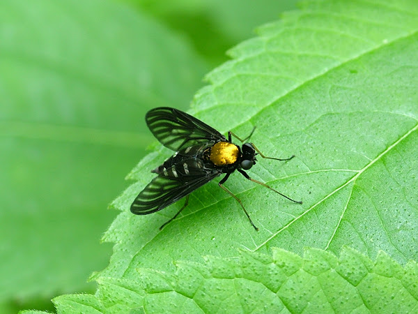 Golden-backed snipe fly | Project Noah