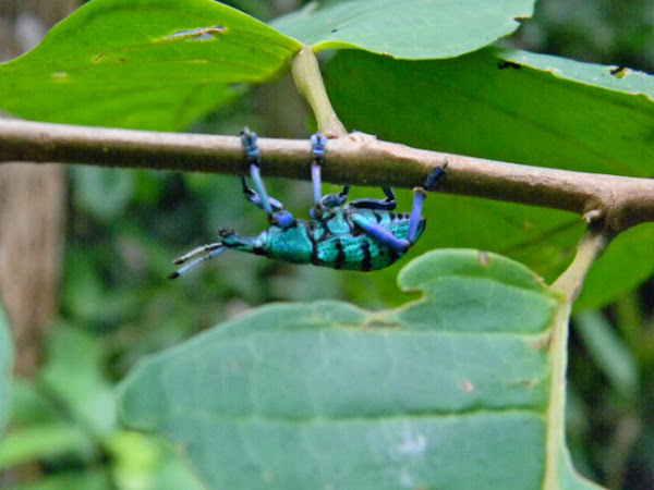 Eupholus weevil | Project Noah