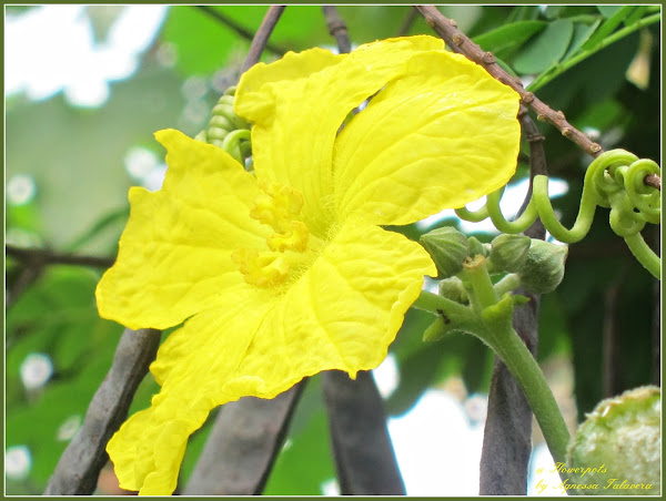 Patola, Loofah, Sponge Gourd | Project Noah