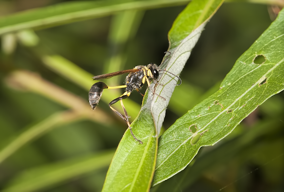 Mud Dauber | Project Noah