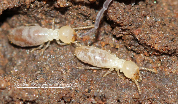 Subterranean Termite | Project Noah