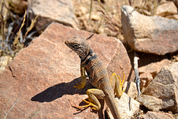 Desert Collared Lizard | Project Noah