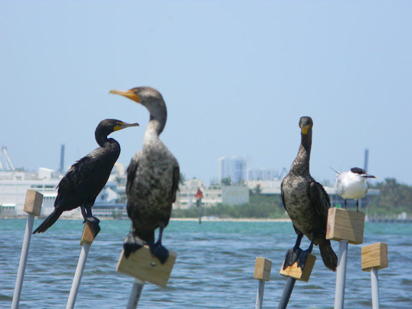cormorán orejudo - double-crested cormorant | Project Noah