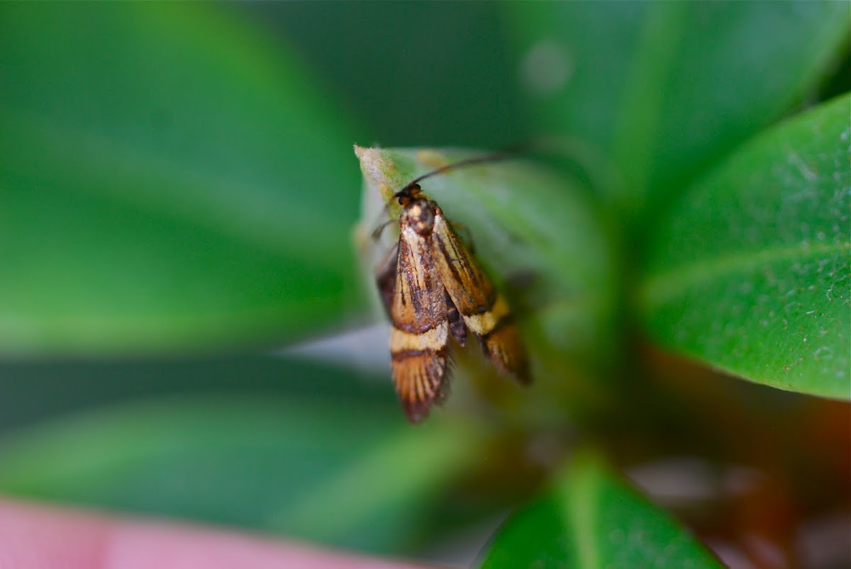 fairy longhorn moths, Langhornmotten | Project Noah