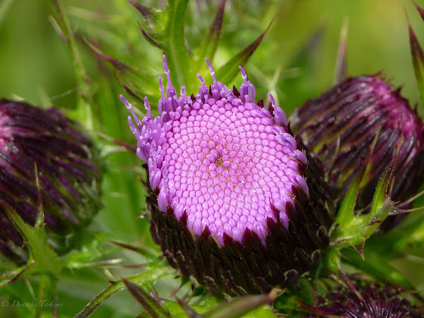 Japanese thistle | Project Noah