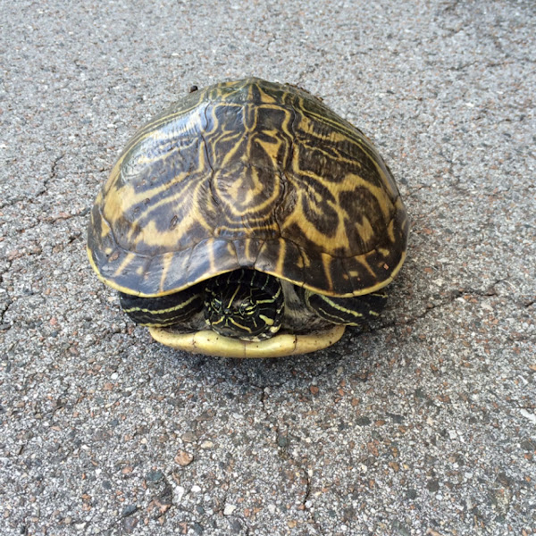 FL Box Turtle | Project Noah