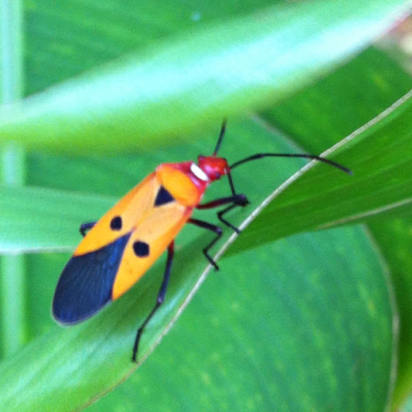 COTTON STAINER BUG | Project Noah