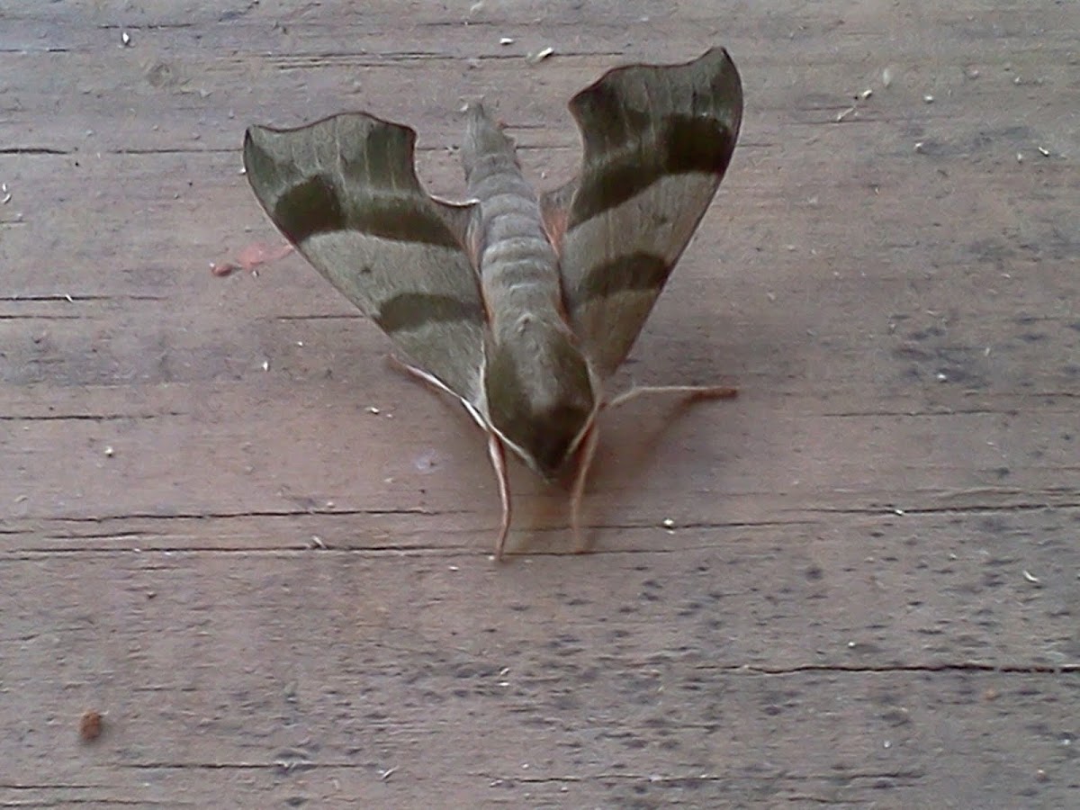 Army Camouflage Moth | Project Noah