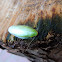 Green Banana Cockroach | Project Noah