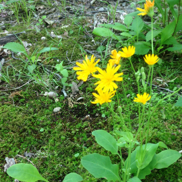 Two-flowered Cynthia | Project Noah