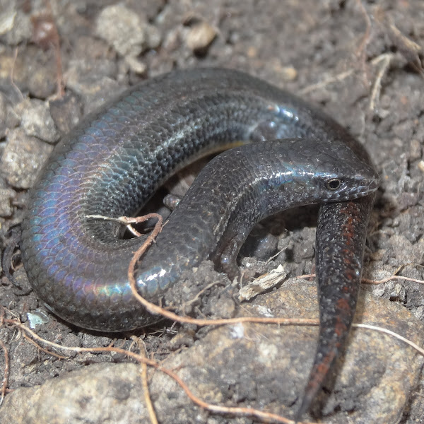 McCoy's Skink | Project Noah